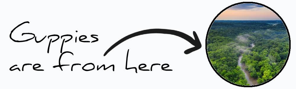 7 Reason Why Guppies Are Good For Beginners - Wild Pet Expert