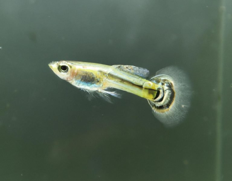 A-Z: Guppy Fry Growth Stages With Pictures - Wild Pet Expert